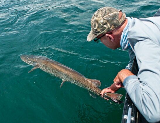 882 | Hunting with a Fly Podcast - Fly Fishing for Apex Predators with ...